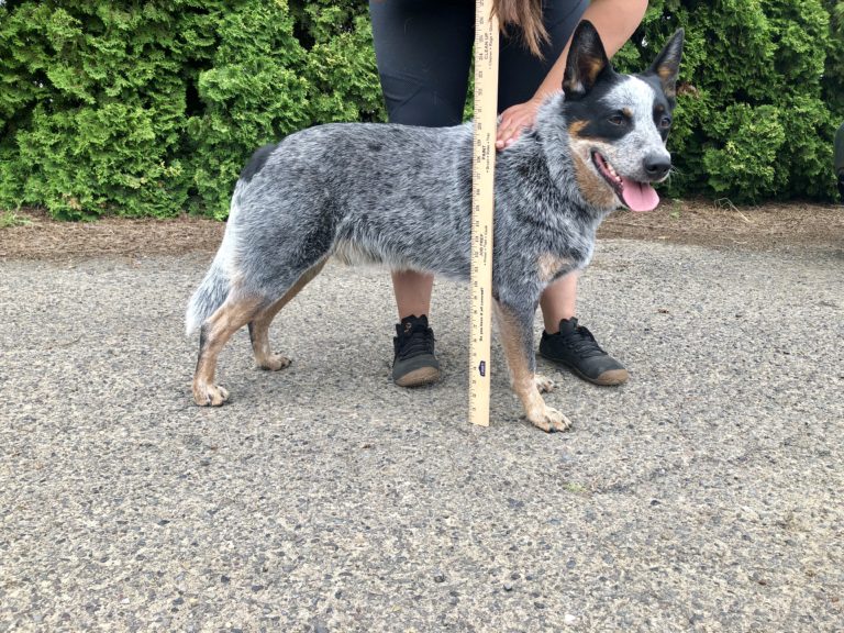 Measuring Your Dog’s Height – Cascadia Treibball Club